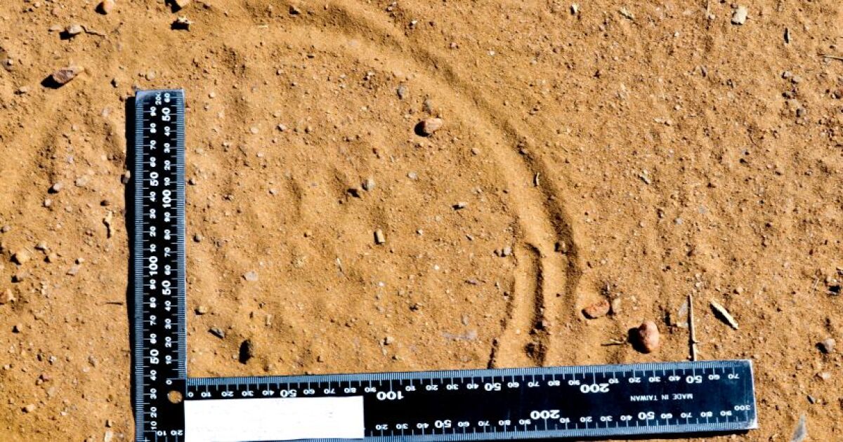 Cheetah Footprint Identification In Namibia | The Great Projects