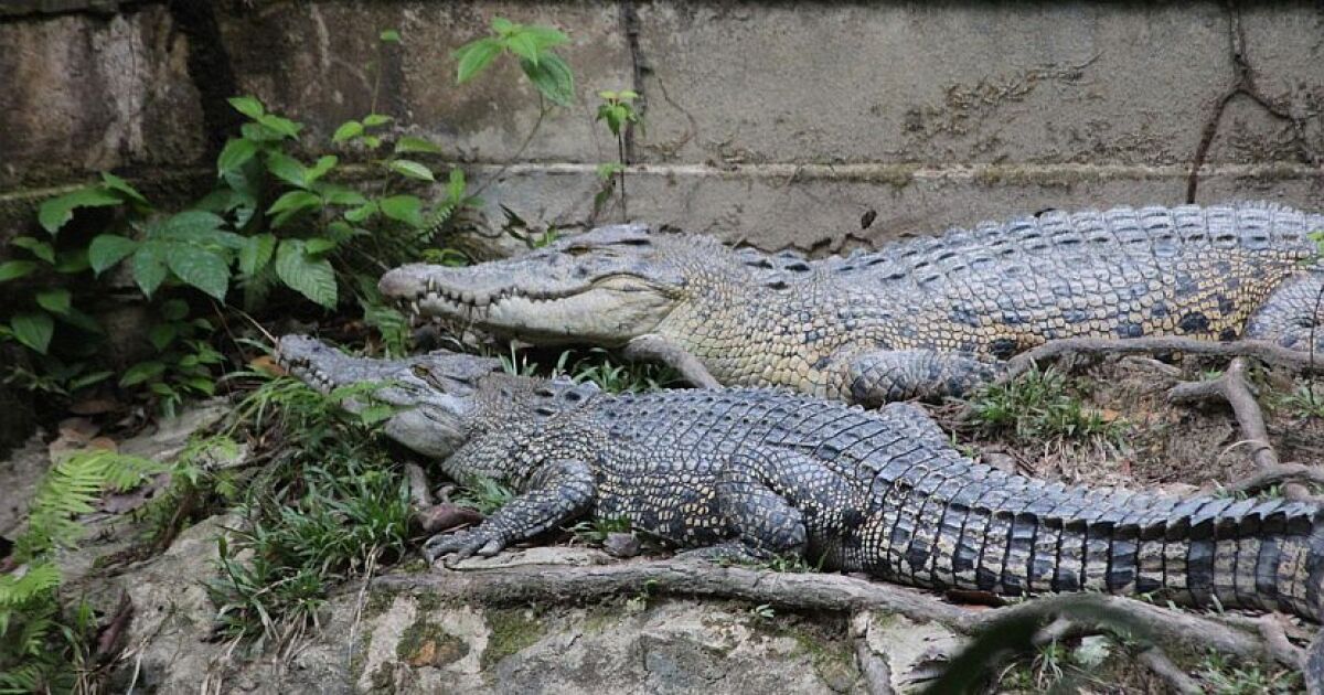 The Giant Crocodile | The Great Projects