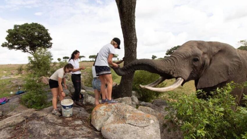 Volunteer with Elephants Abroad | The Great Projects