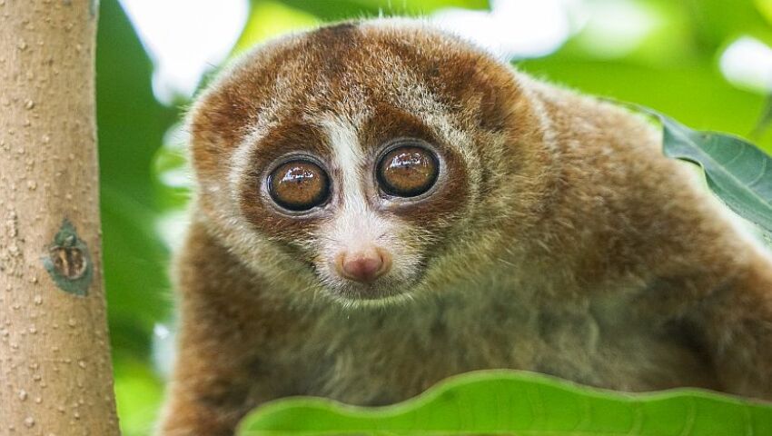 Slow Loris Release | The Great Projects