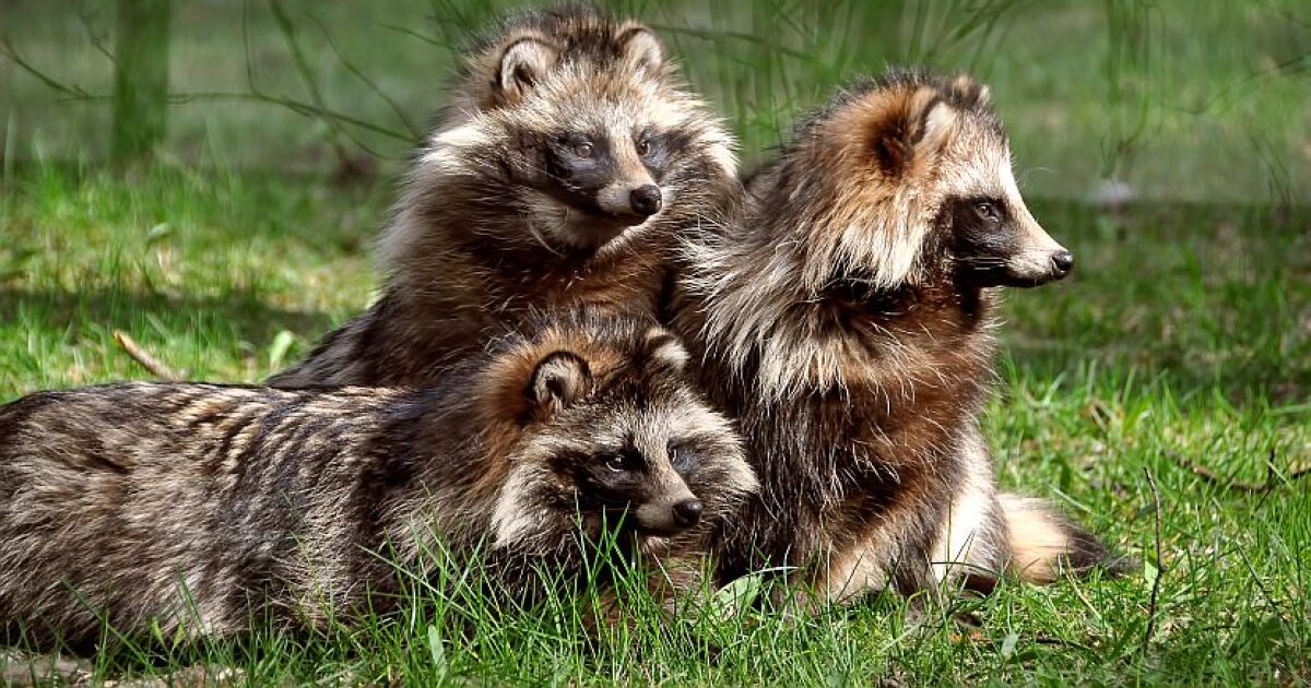 Learn More About Raccoon Dogs | The Great Projects