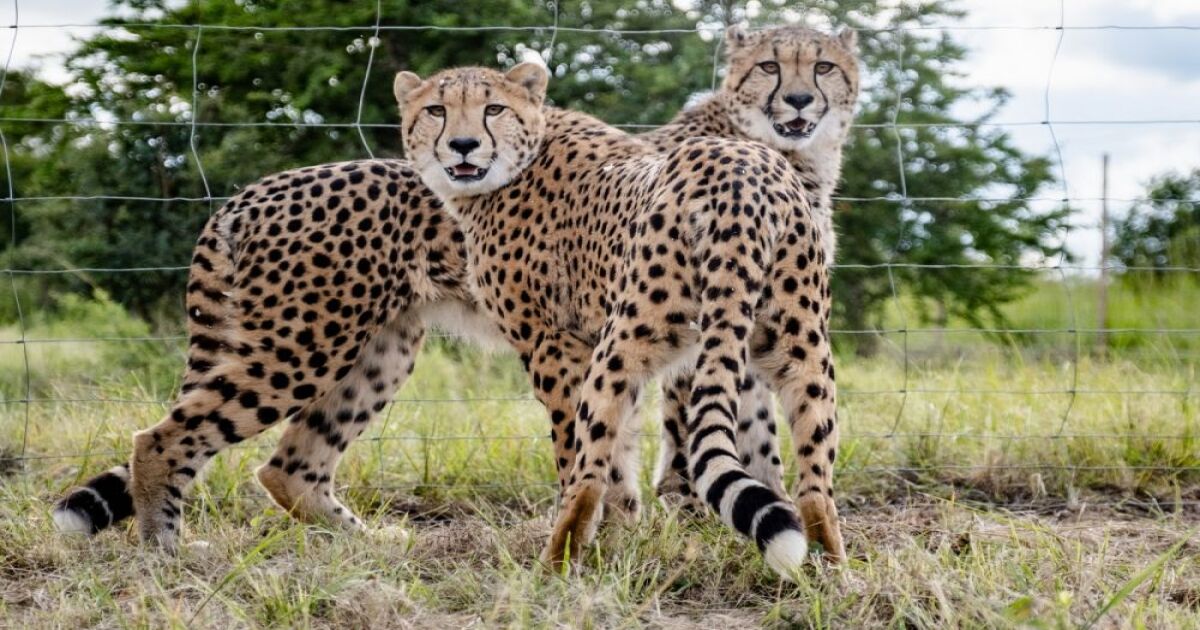 2 Captive-bred Cheetahs Successfully Rewilded! | The Great Projects