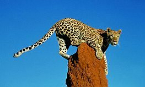 Volunteer at the Namibia Wildlife Sanctuary | The Great Projects