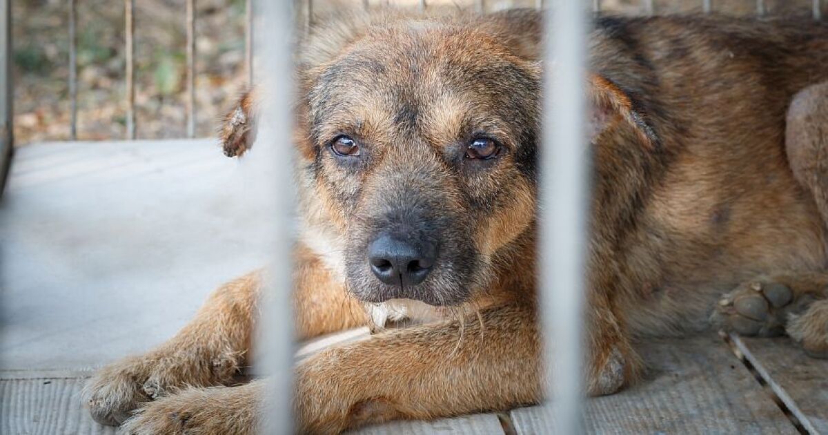 Animal Cruelty Awareness Week | The Great Projects