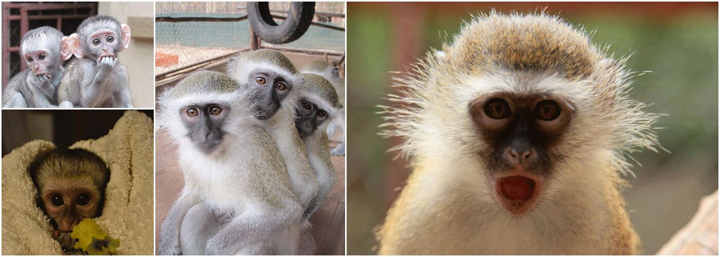 Volunteer With Monkeys Abroad | The Great Projects