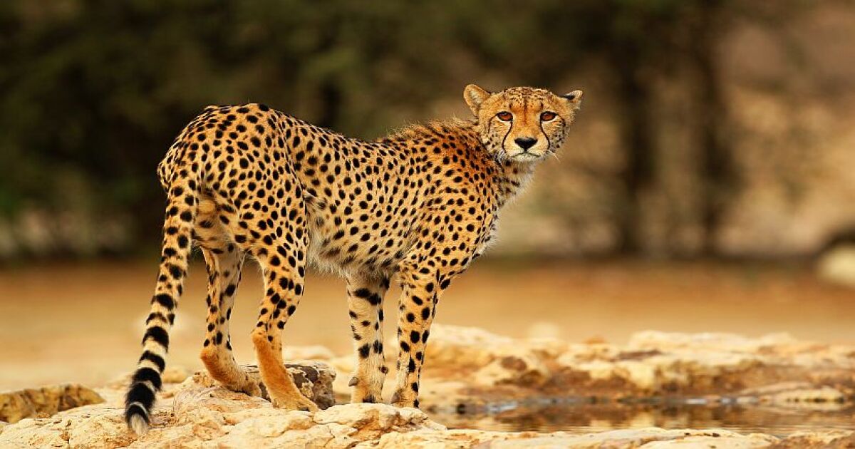 Cheetah Conservation Project | The Great Projects