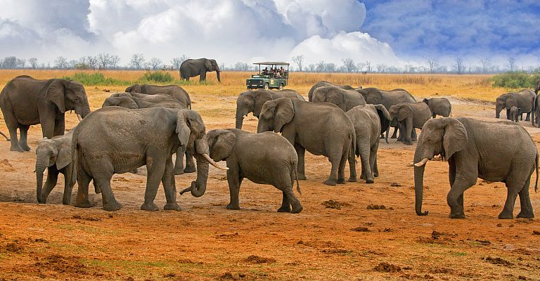 Zimbabwe Wildlife Conservation | The Great Projects