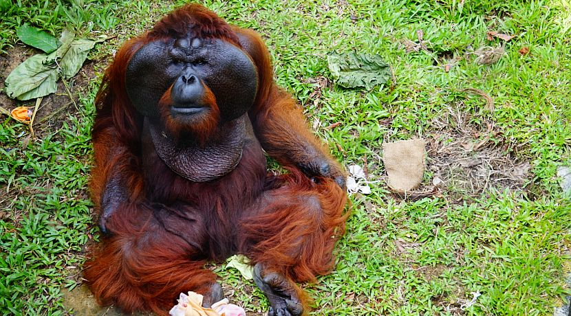Volunteer with Bornean Orangutans | The Great Projects