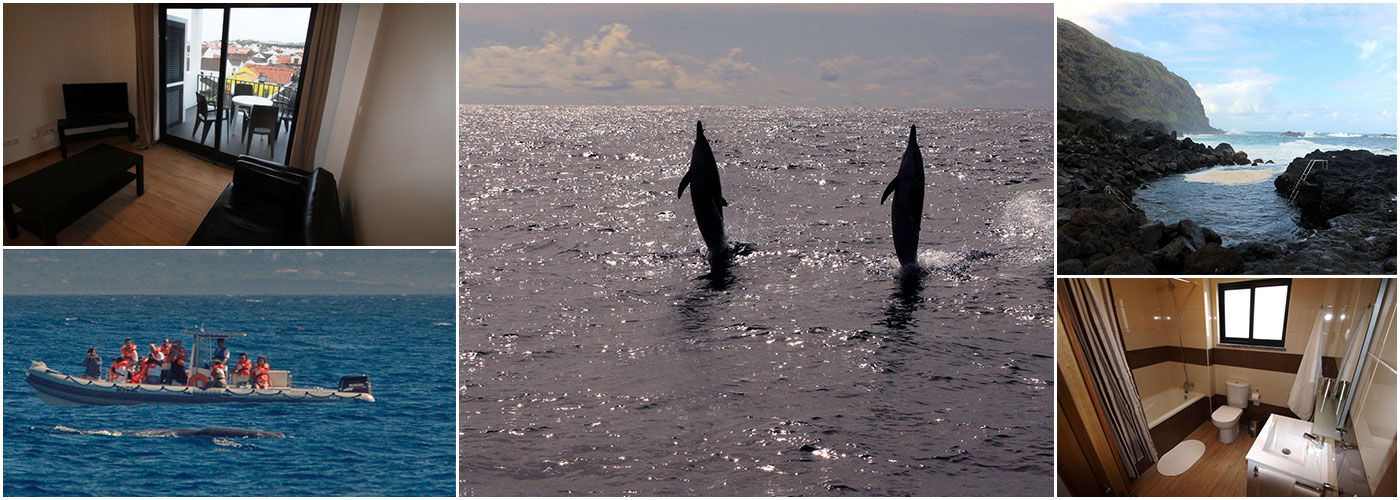 Whale Conservation Project in the Azores | The Great Projects