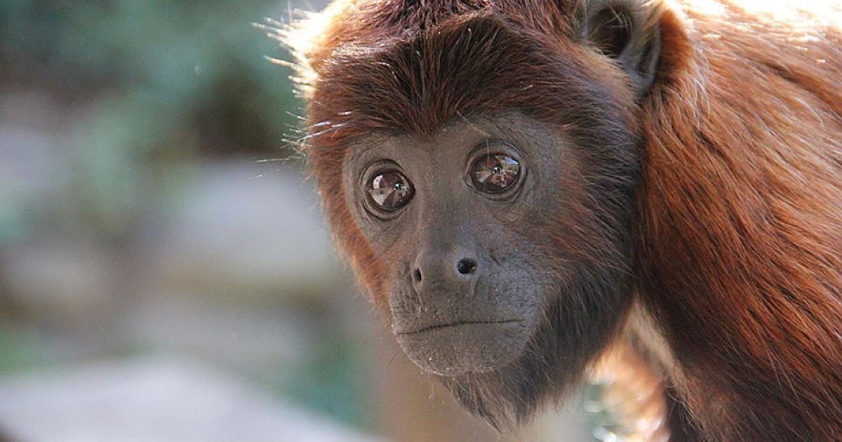 Volunteer at the Bolivia Wildlife Sanctuary | The Great Projects