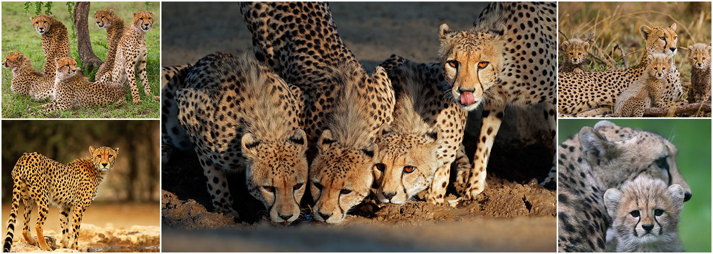 Working with Cheetahs | The Great Projects