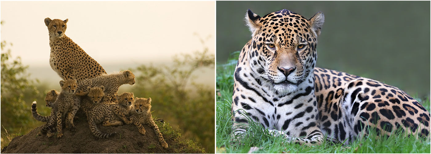 Big Cat Conservation Projects Abroad | The Great Projects