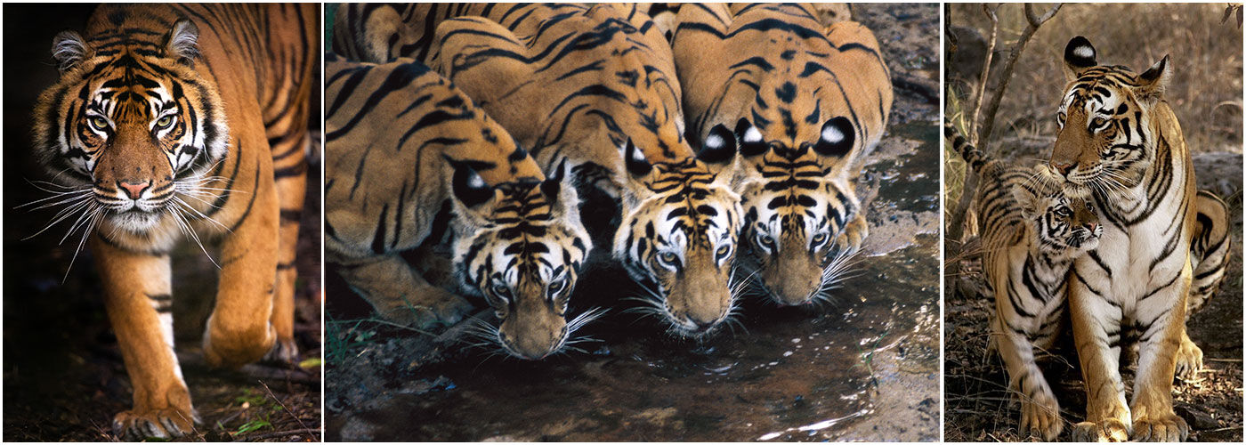 Take Part In A Tiger Tours | The Great Projects