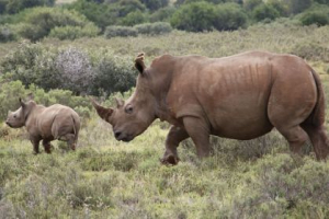 Volunteer In South Africa With The Big 5! | The Great Projects