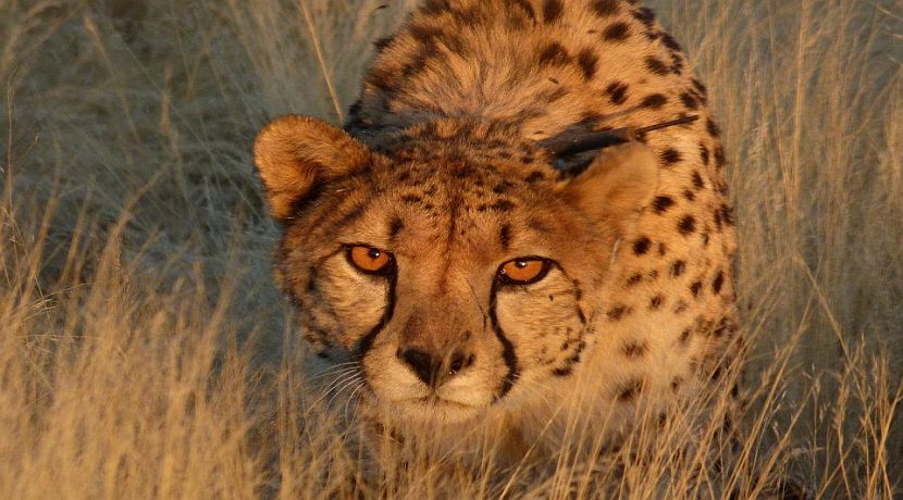 Namibia Cheetah Conservation | The Great Projects