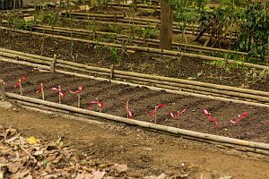 Volunteer On The Amazon Conservation Project! | The Great Projects