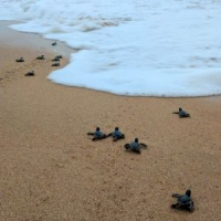 Sea Turtle Conservation in Sri Lanka | The Great Projects
