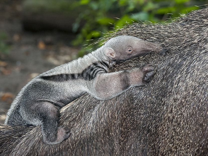 10 Anteater Facts You Didn't Know | The Great Projects