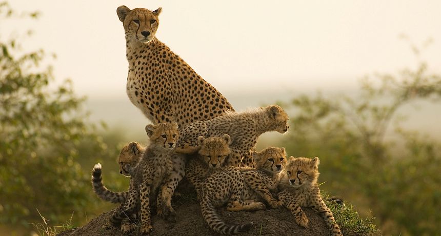 Our List Of The Top 8 Animal Family Photos | The Great Projects