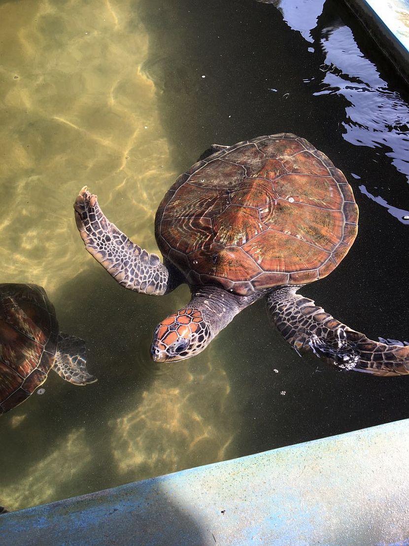 Sea Turtle Conservation Efforts | The Great Projects