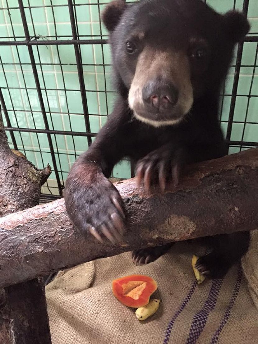 Sun Bear Conservation | The Great Projects
