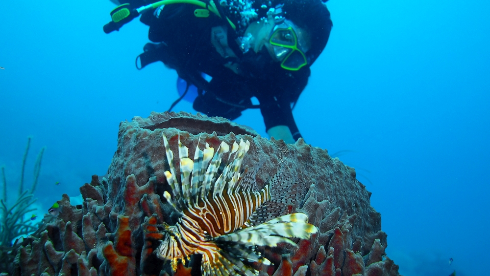 An Invasive Species: The Lionfish | The Great Projects