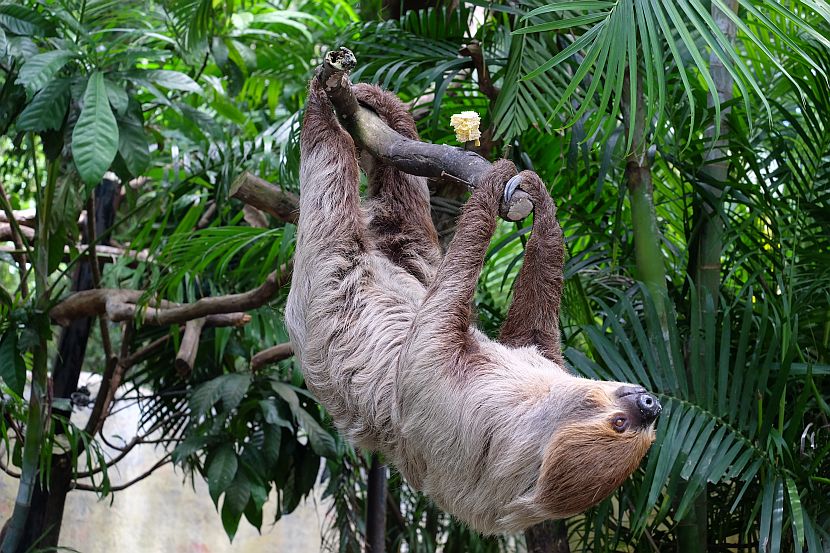 Sloth Facts and other interesting information. | The Great Projects