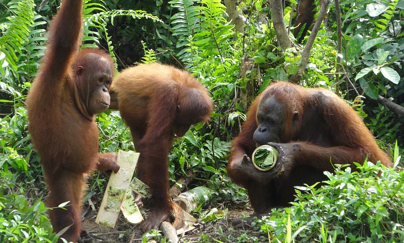 How orangutan volunteers help the great apes | The Great Projects