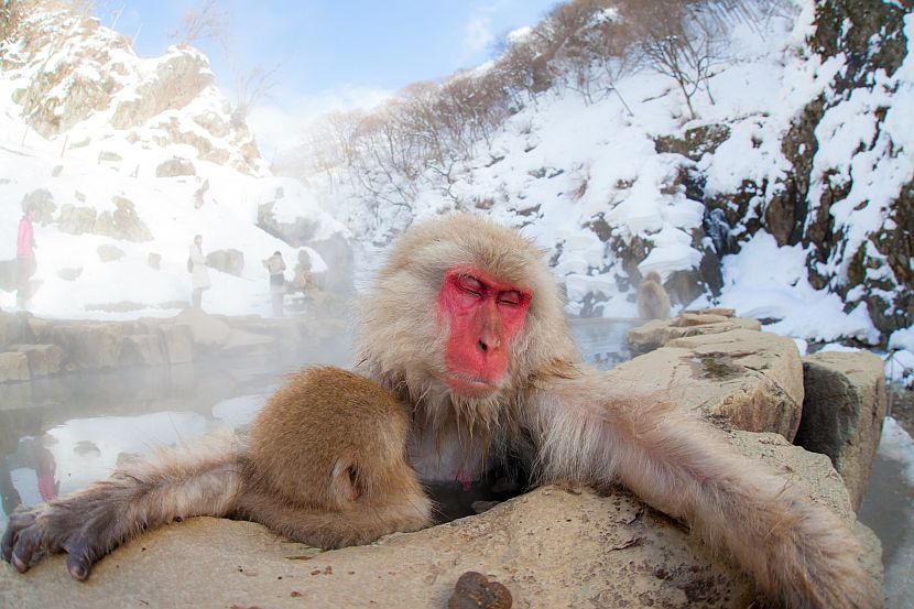 Snow monkey facts | The Great Projects