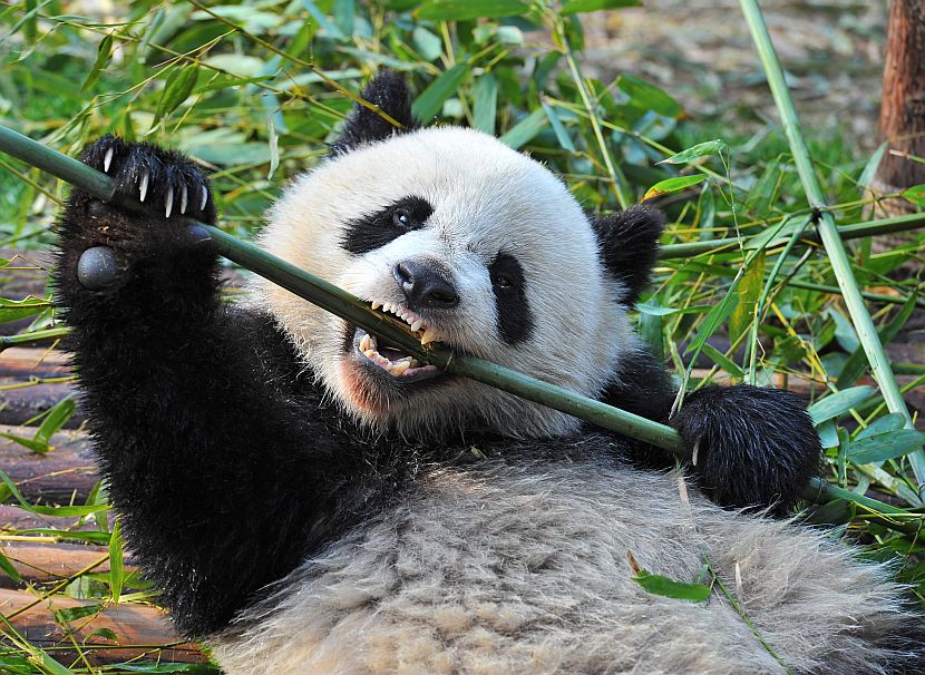 Panda Conservation Volunteering In China | The Great Projects