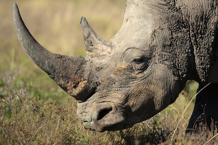 Read our Top 8 Rhino Facts! | The Great Projects
