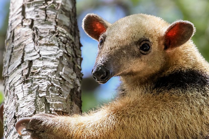 10 Anteater Facts You Didn't Know | The Great Projects