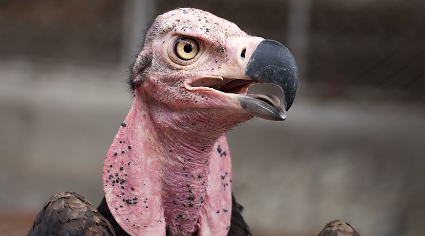 Our list of the top 8 unphotogenic animals | The Great Projects