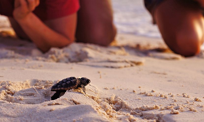 Can you explain sea turtle breeding patterns? | The Great Projects