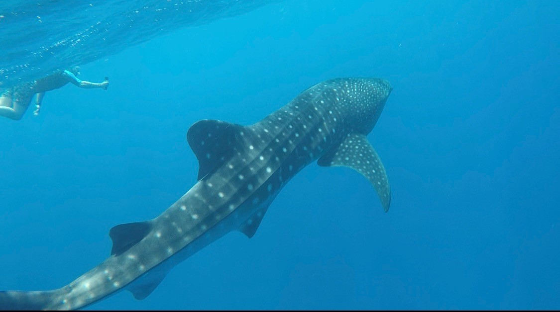 Whale Shark Research Project Volunteer Review | The Great Projects