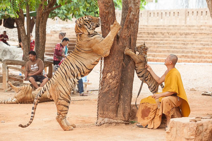 Tiger Temple Thailand | The Great Projects