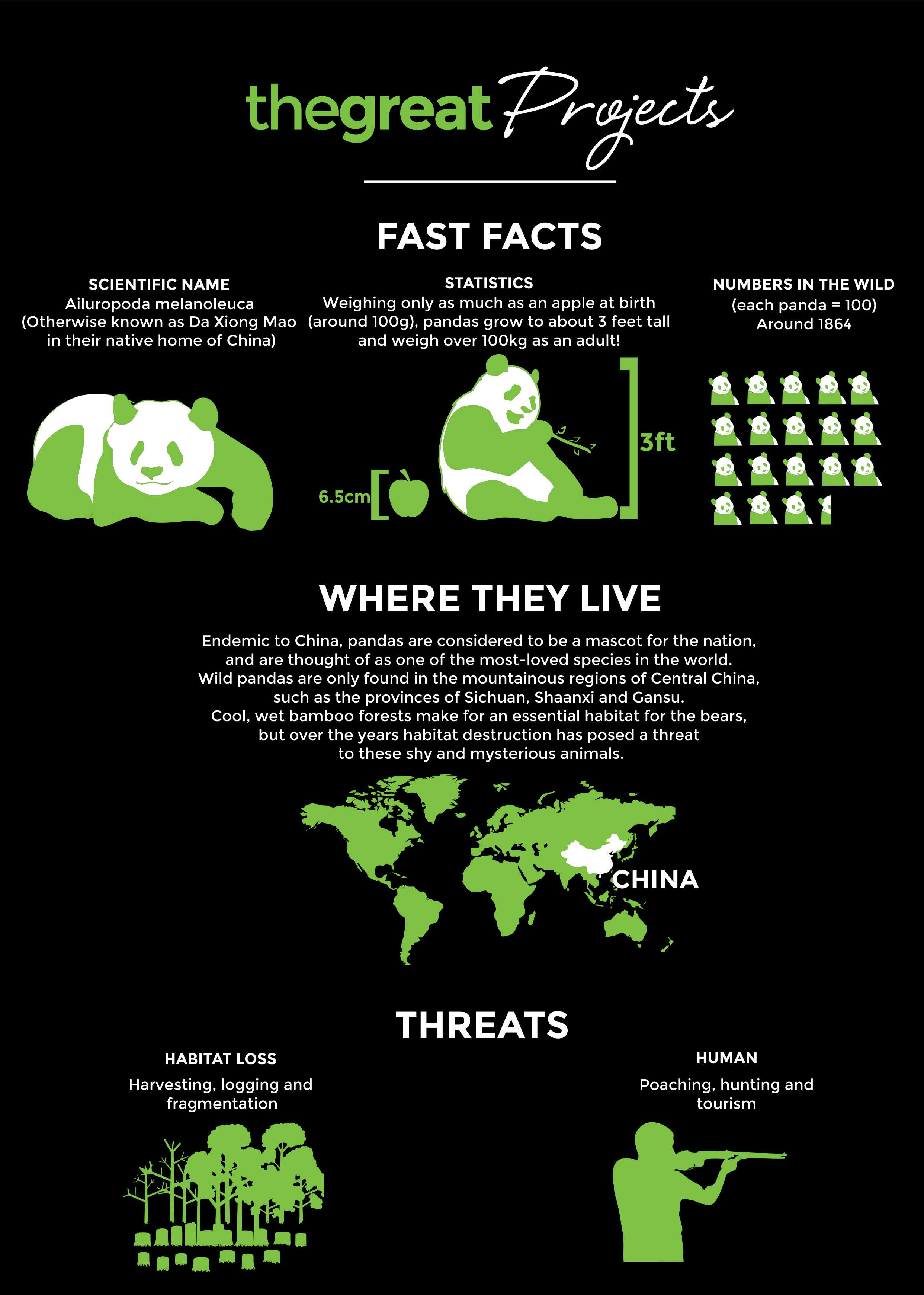 Panda Day Infographic | The Great Projects