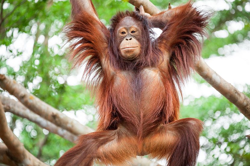 Our Favourite Funny Orangutans | The Great Projects