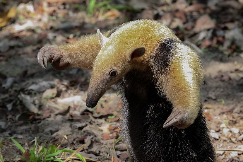 10 Anteater Facts You Didn't Know | The Great Projects