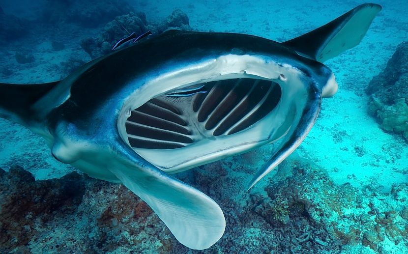 Manta Ray Information | The Great Projects