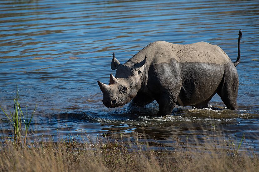 Rhino And Elephant Conservation In Images | The Great Projects