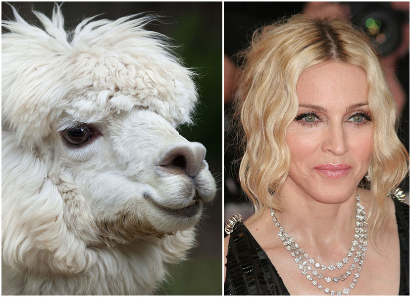 National Look Alike Day - Celebrity Animal Look Alikes | The Great Projects